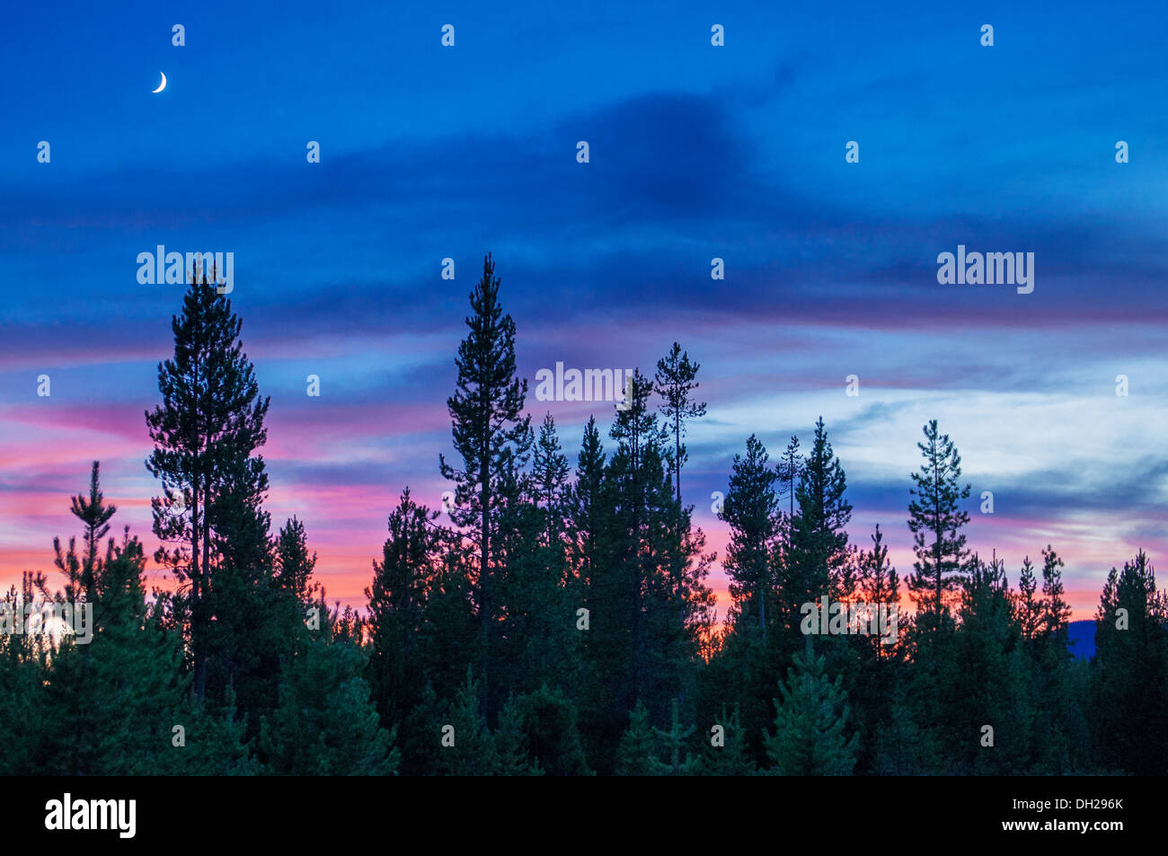 The moon above trees hi-res stock photography and images - Alamy