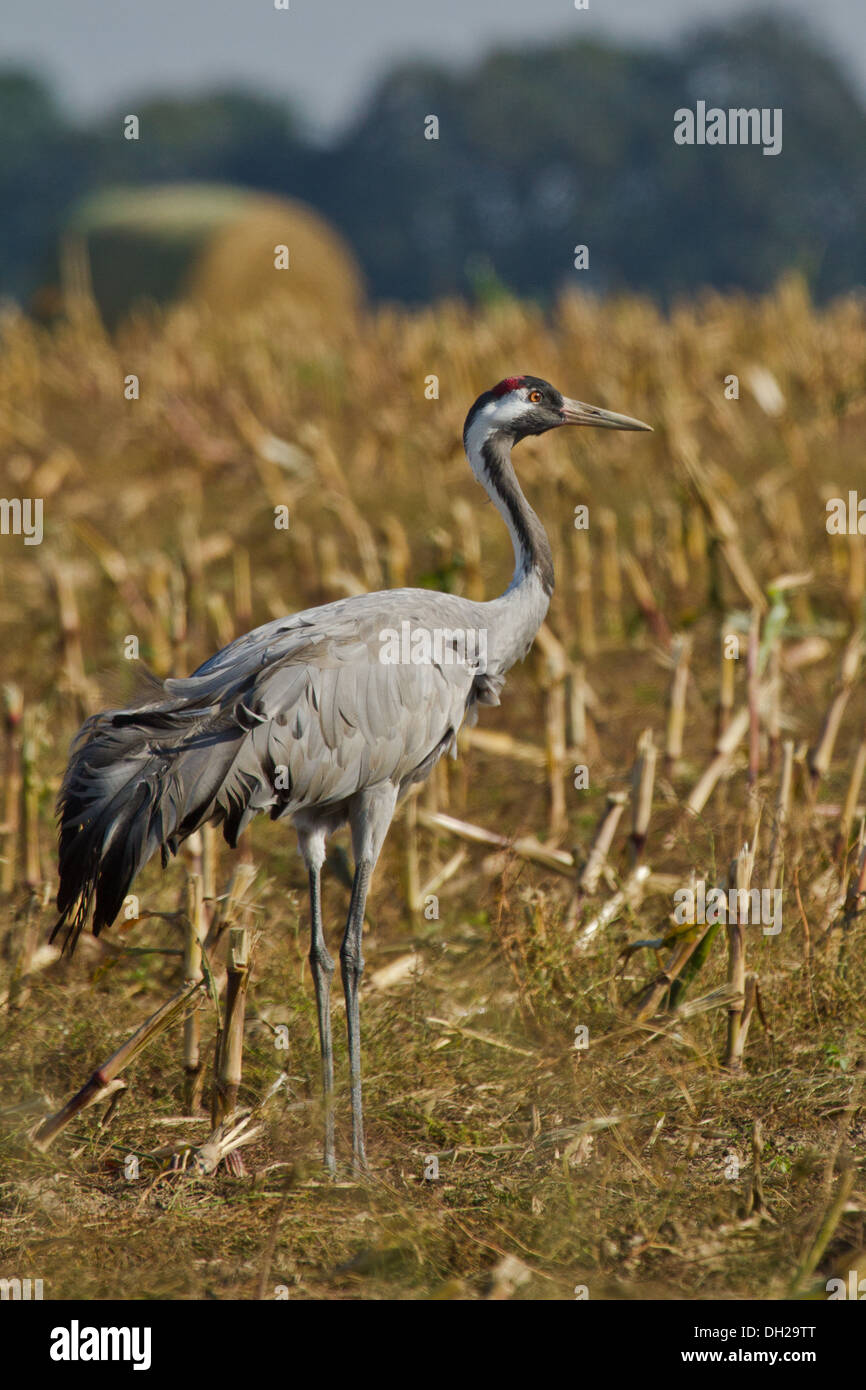 Grus gru hi-res stock photography and images - Alamy
