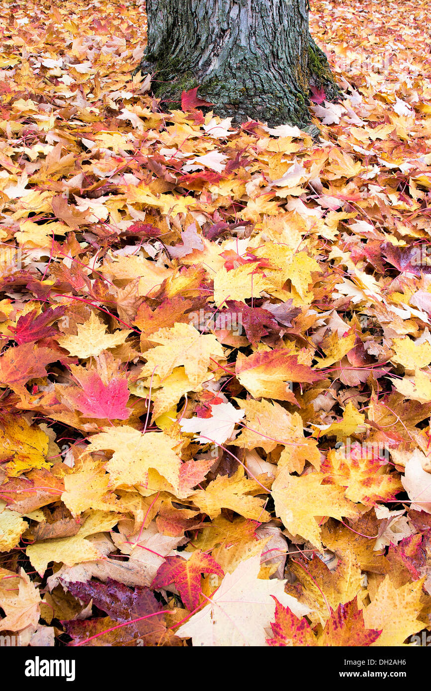 Fallen Large Maple Tree Red and Yellow Leaves by Tree Trunk Piled Up on ...
