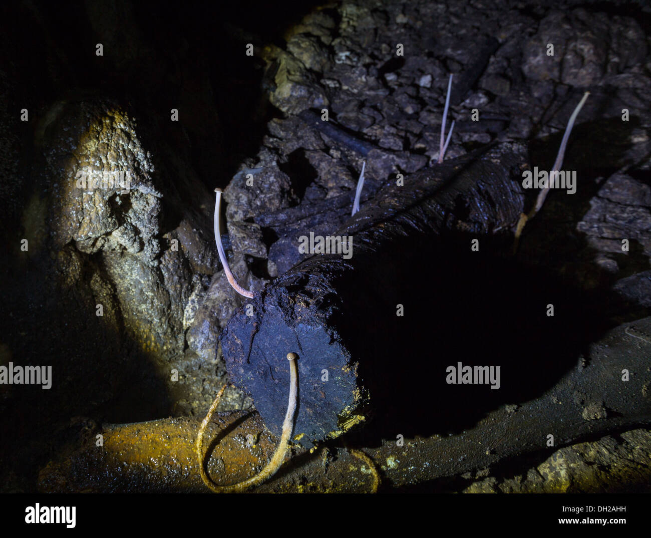 Into the cave Stock Photo - Alamy