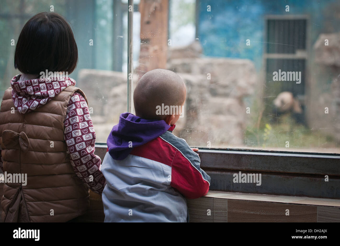 People looking at panda bear hi-res stock photography and images - Alamy