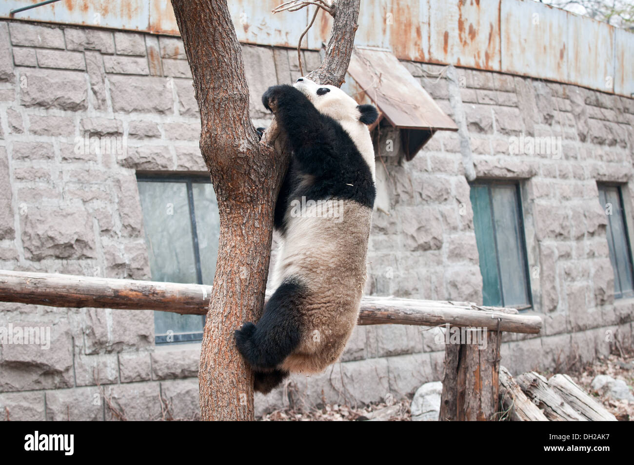 Giant panda in Panda House of Beijing Zoo, located in Xicheng District ...