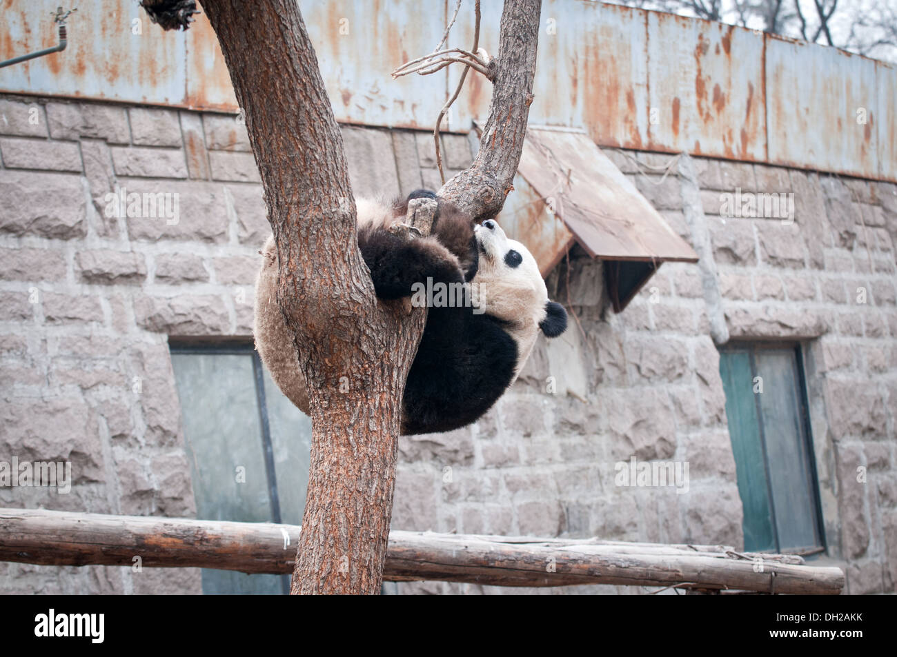 Giant panda in Panda House of Beijing Zoo, located in Xicheng District ...