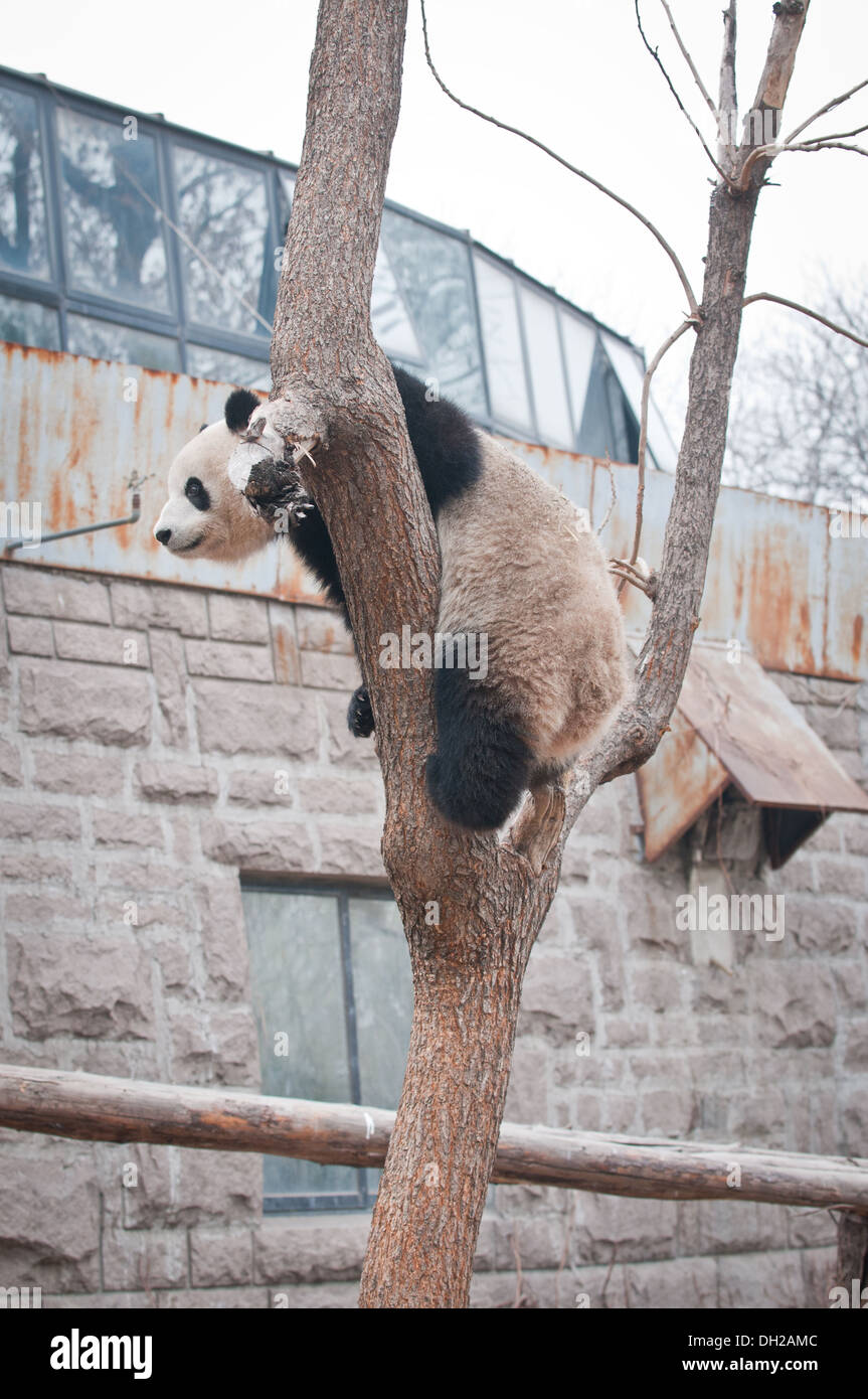 Giant panda in Panda House of Beijing Zoo, located in Xicheng District ...