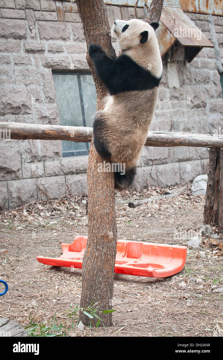 Giant panda in Panda House of Beijing Zoo, located in Xicheng District ...