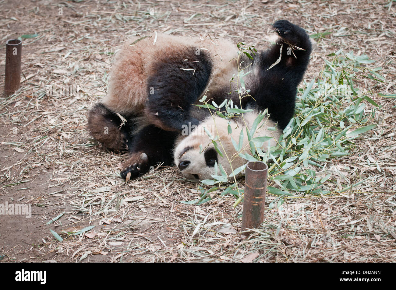 Giant panda in Panda House of Beijing Zoo, located in Xicheng District ...