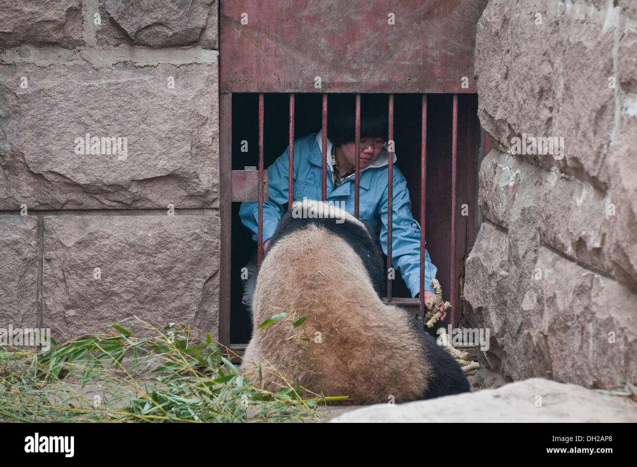 zoo employee feeding Giant panda in Panda House of Beijing Zoo, located ...