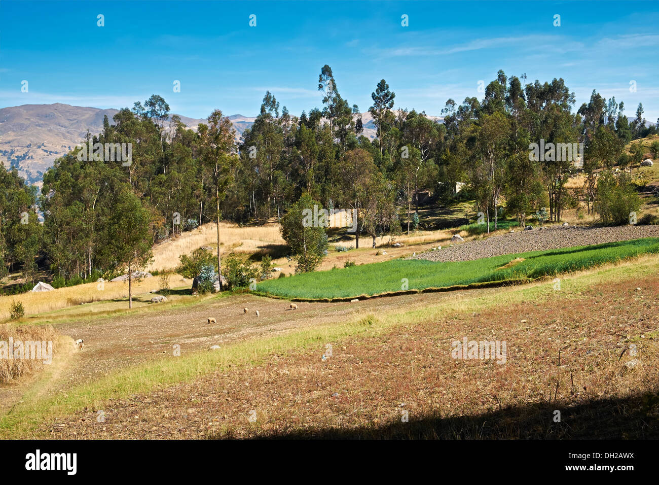 Rural settlement in the Peruvian Andes, South America Stock Photo - Alamy
