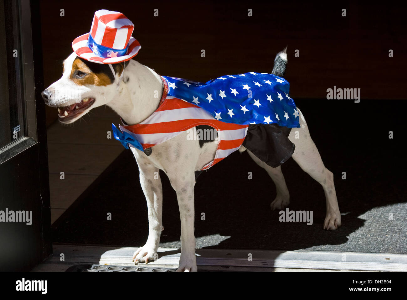 Dog wearing american flag costume and hatg Stock Photo - Alamy