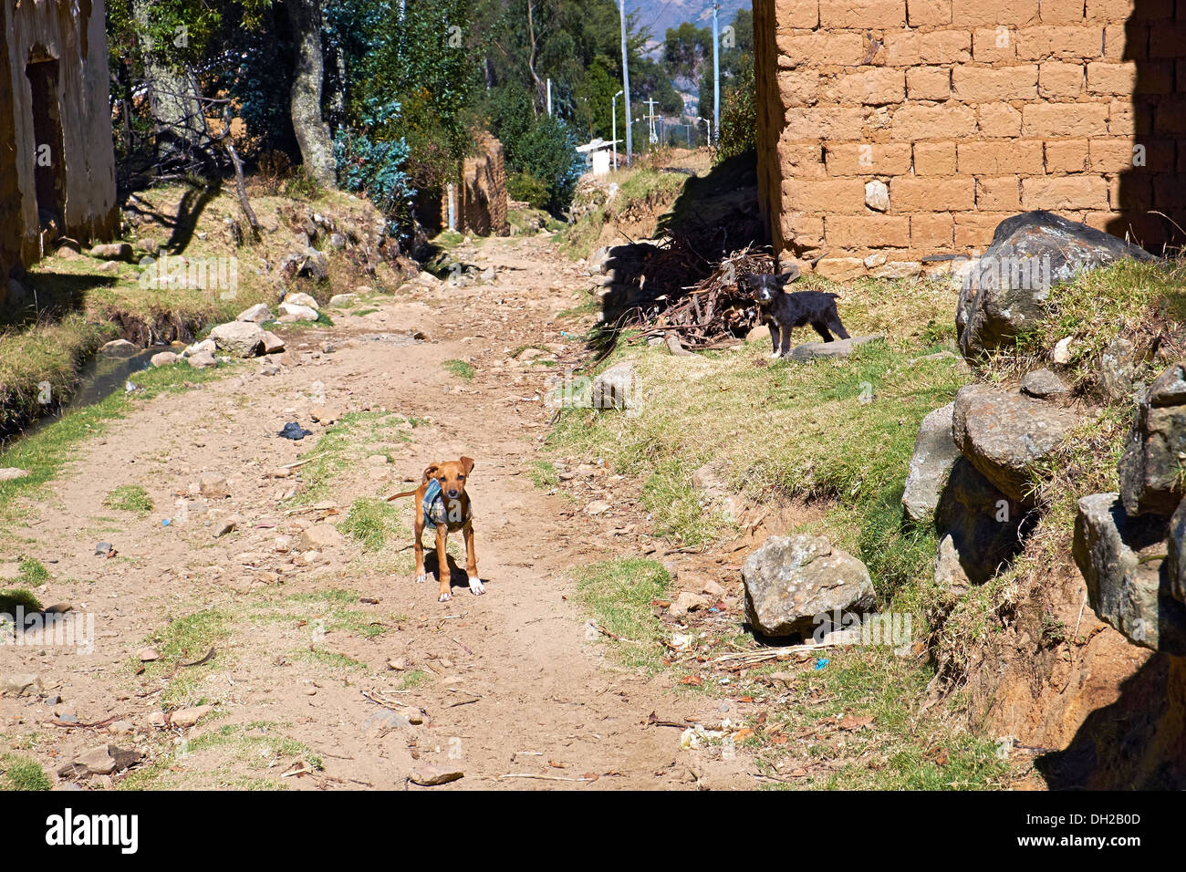 Small dogs guarding a rural settlement in the Peruvian Andes, South ...