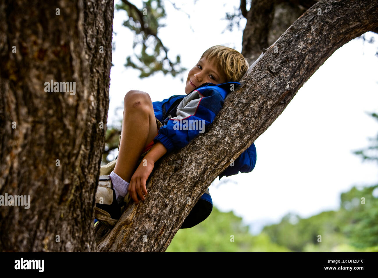 Young boy with a happy look sitting in tree Stock Photo - Alamy