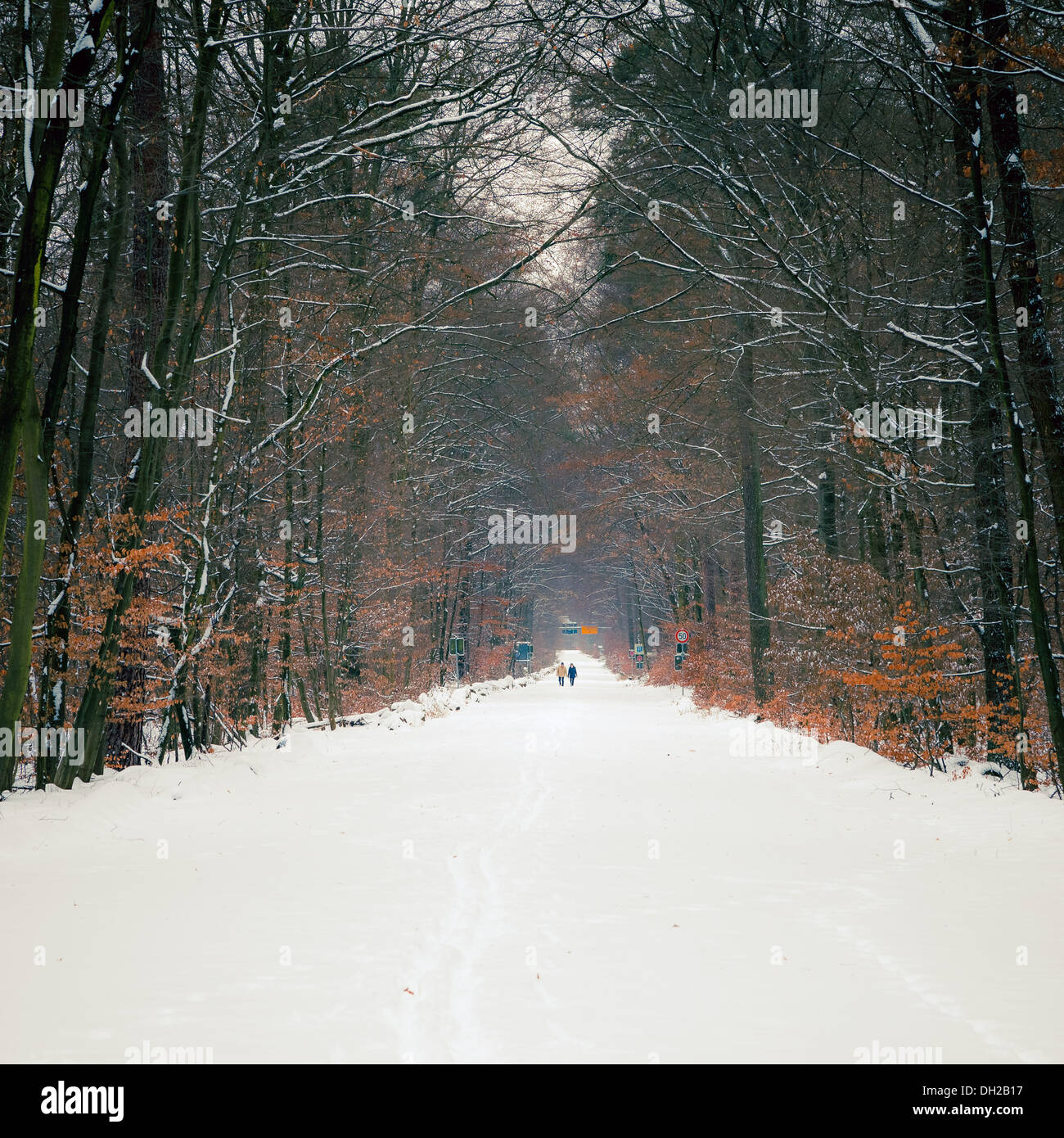 Moody forest pathway hi-res stock photography and images - Alamy