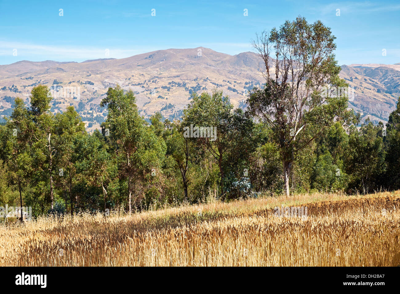 Crops at a rural settlement in the Peruvian Andes, South America Stock ...