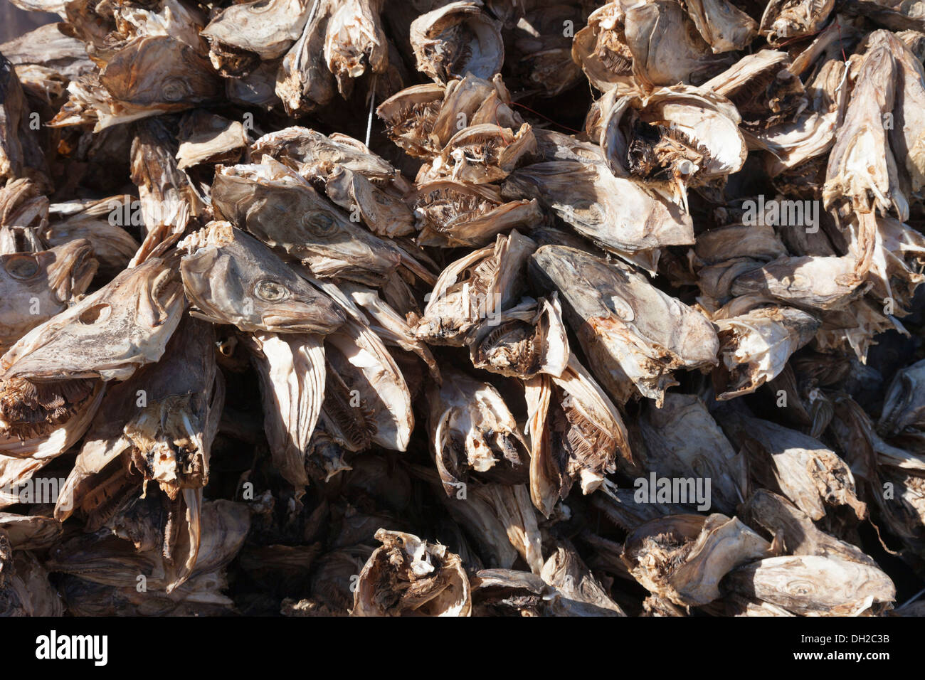 Pile of dried cod heads, Moskenesoy, Hamnoy, Moskenesøy, Lofoten ...