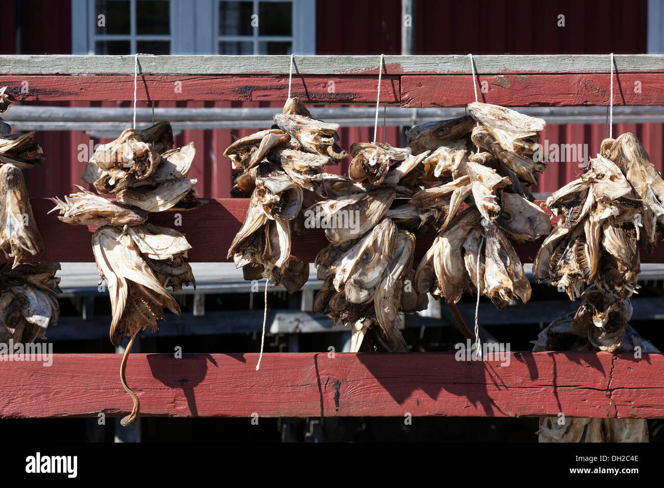Cod heads hanging on lines to dry, Nusfjord, Lofoten, Nordland, Norway ...