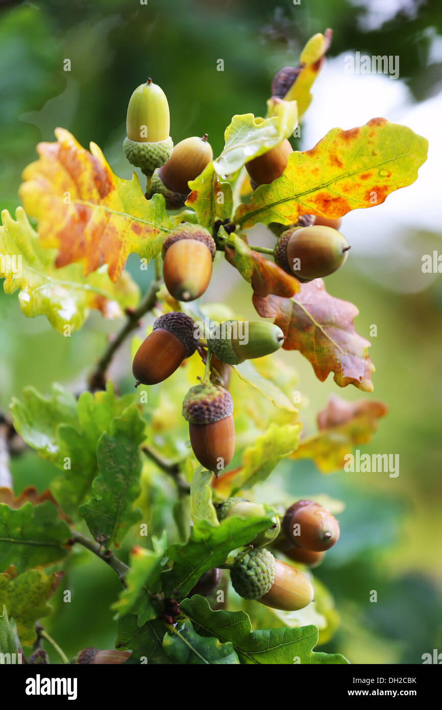 Acorn hi-res stock photography and images - Alamy