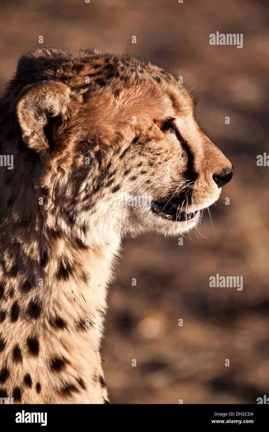 Cheetah in Namibia Stock Photo - Alamy