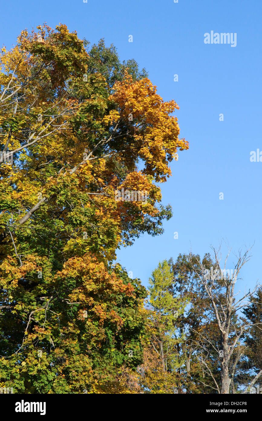 Autumn foliage and a dead tree Stock Photo - Alamy