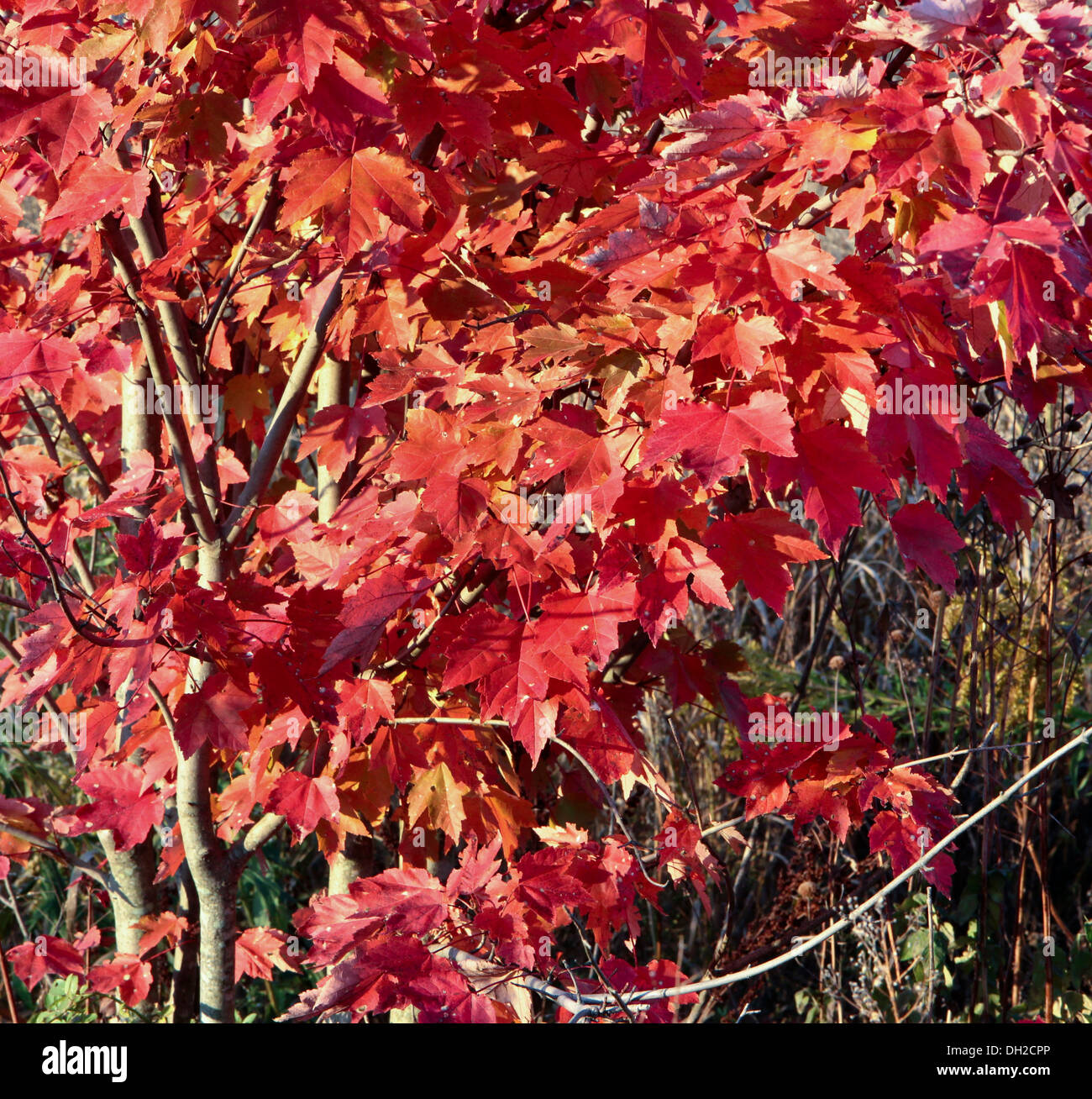Leaves of maple hi-res stock photography and images - Alamy