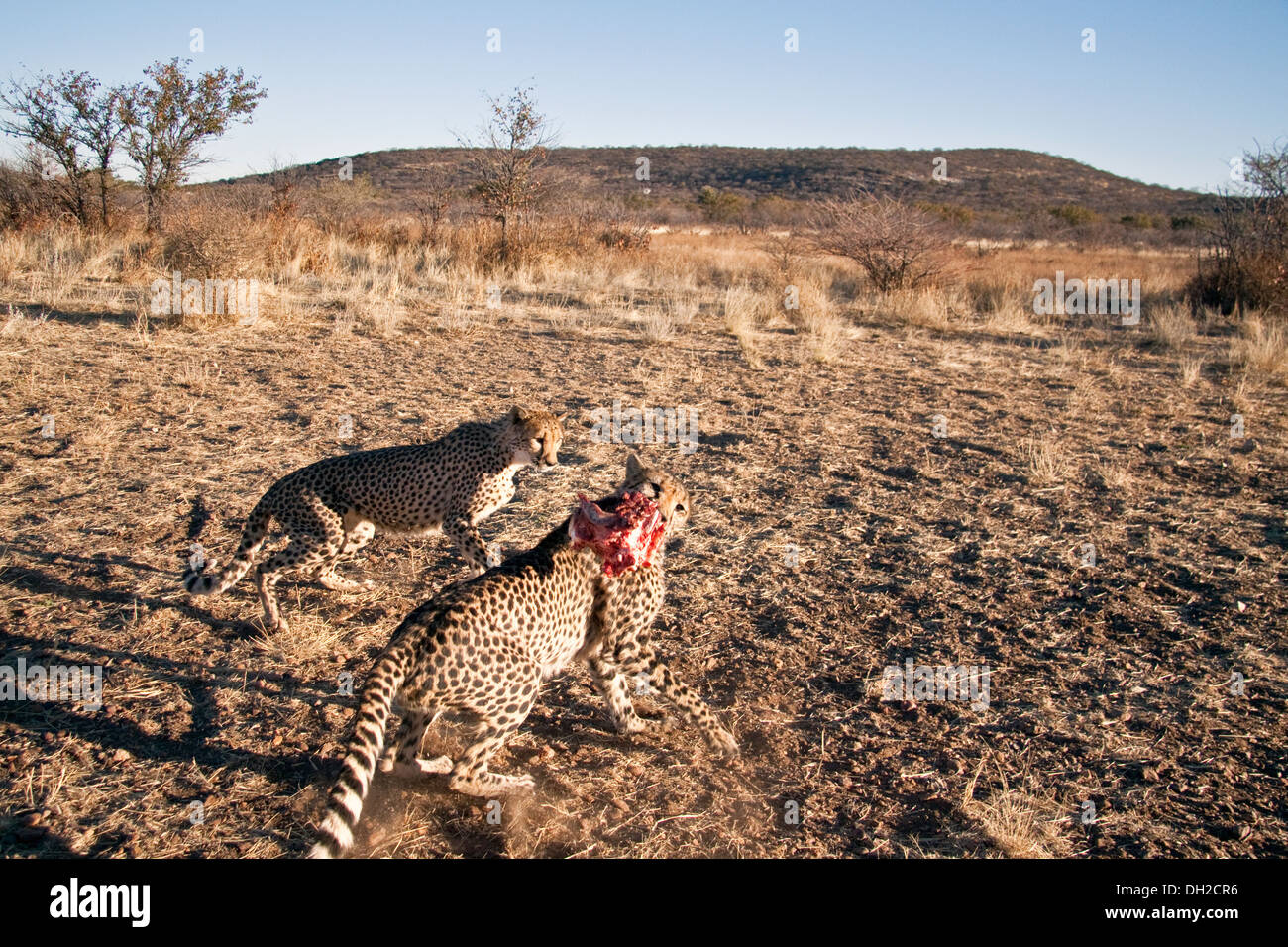 Cheetah in Namibia Stock Photo - Alamy
