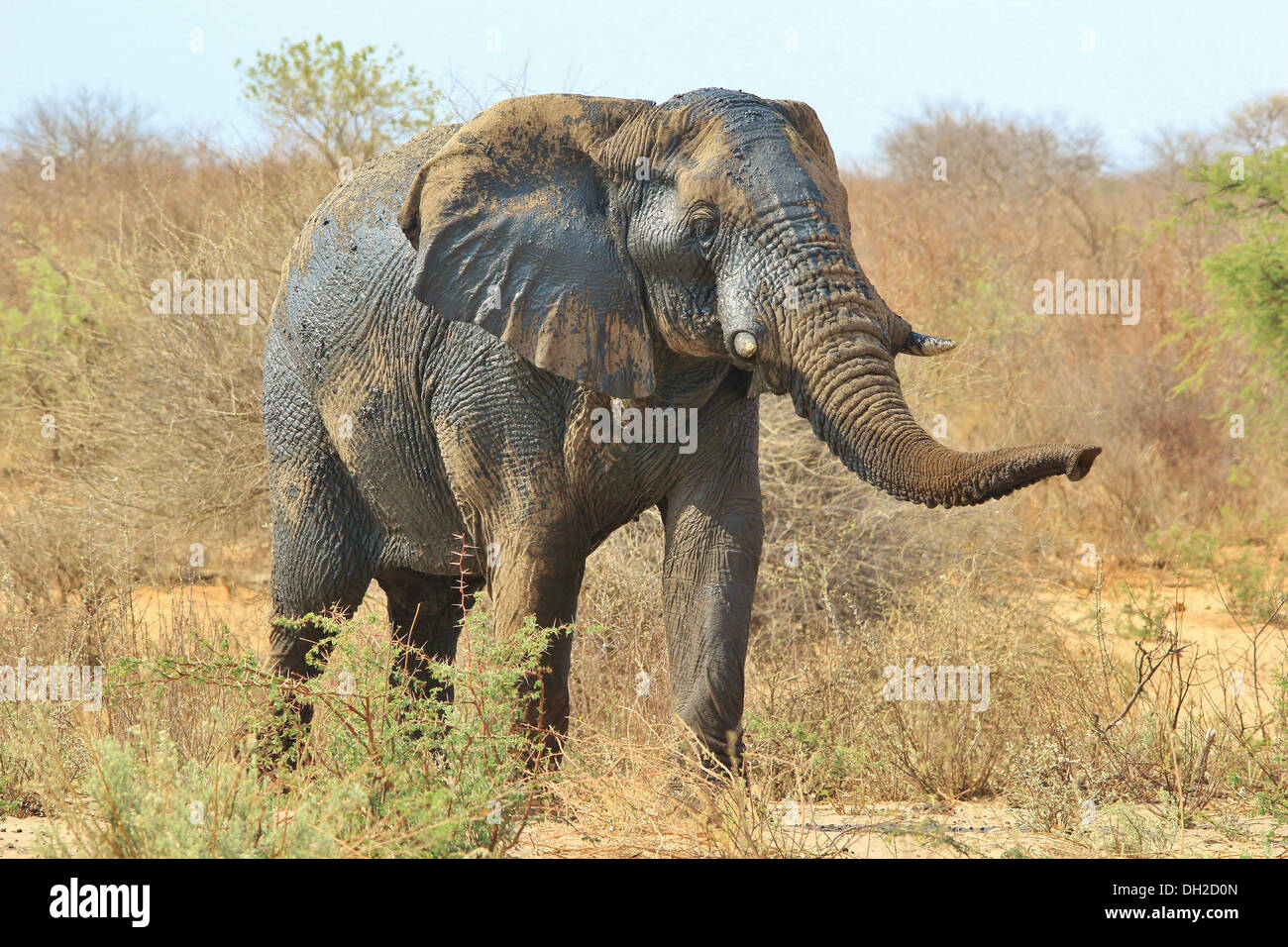 African Elephant - Wildlife Background from Africa - Beautiful Colossal ...