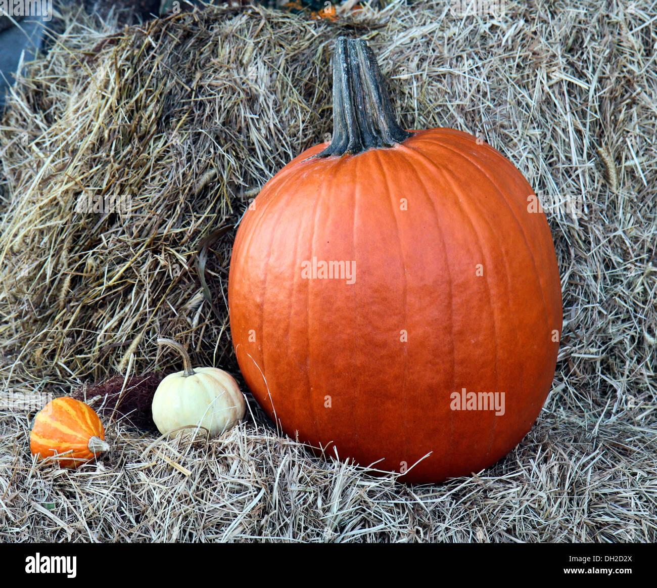 Two gourds hi-res stock photography and images - Alamy