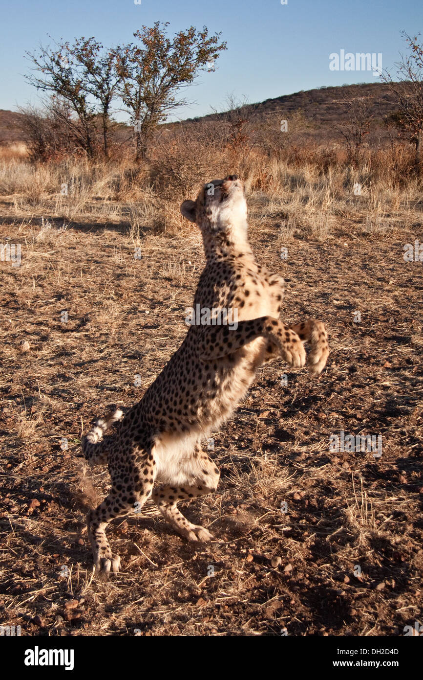 Cheetah in Namibia Stock Photo - Alamy
