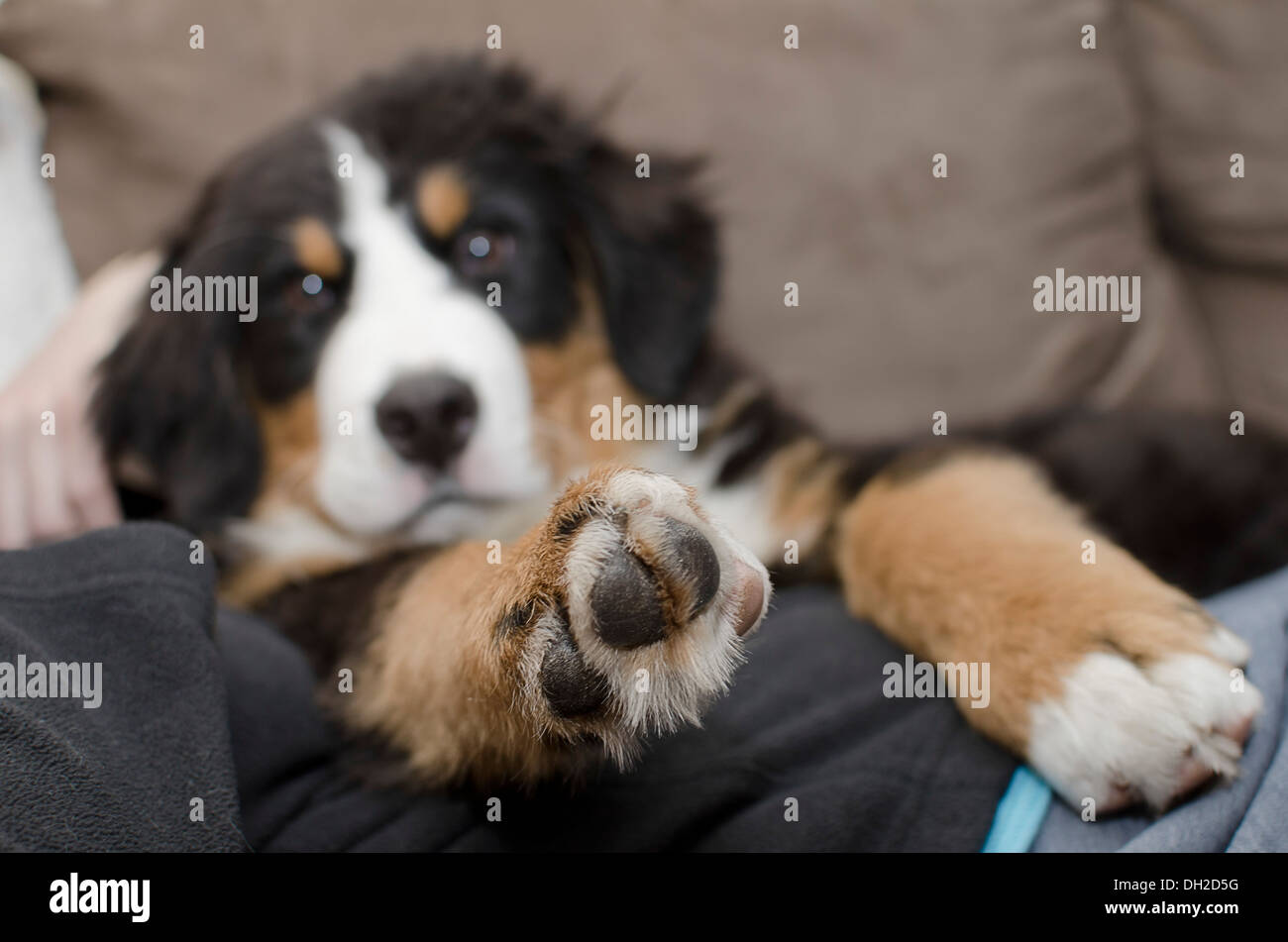 Birdie the Bernese Mountain Dog - the cutest you'll ever see! Stock ...