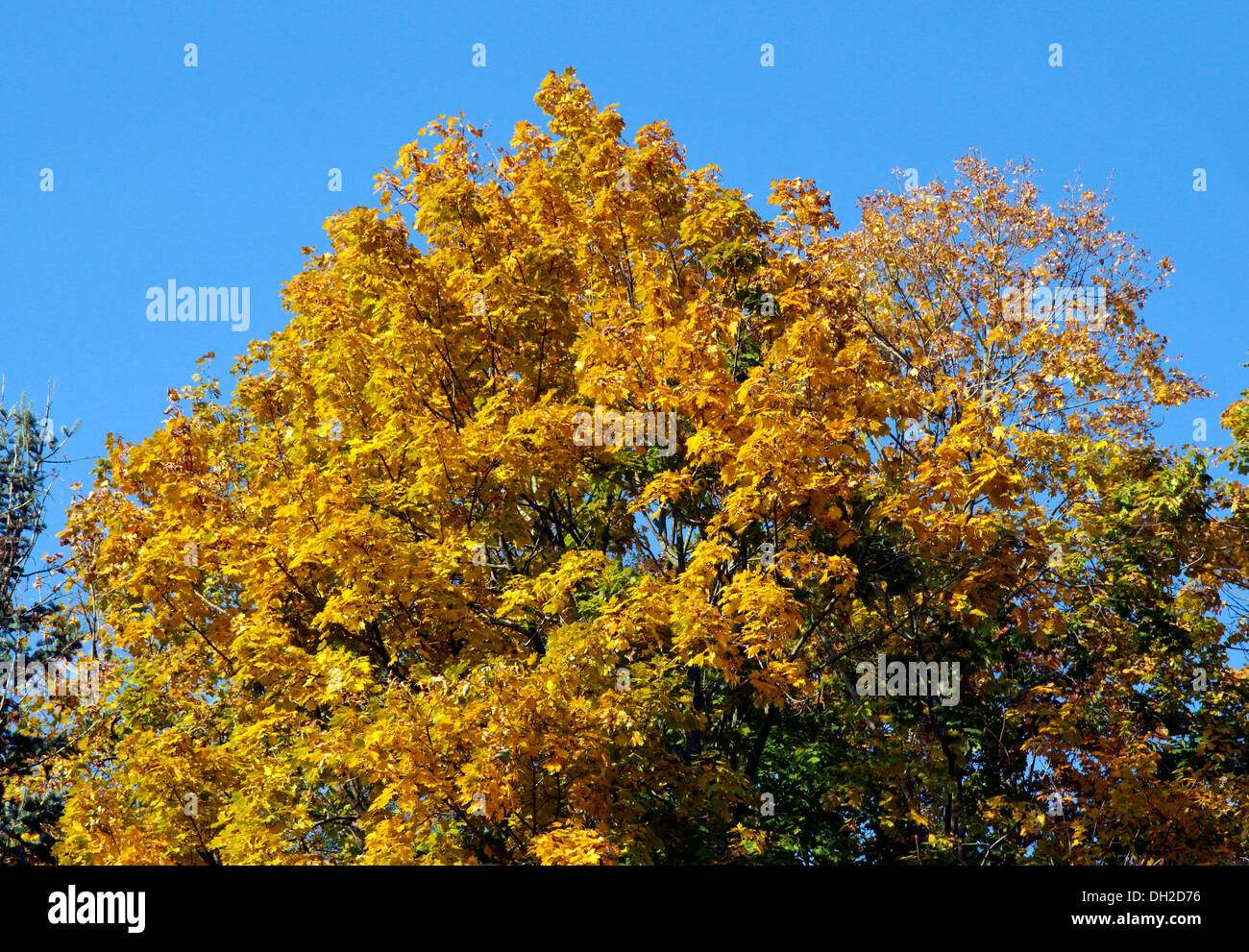 A large tree filled with yellow autumn leaves Stock Photo - Alamy