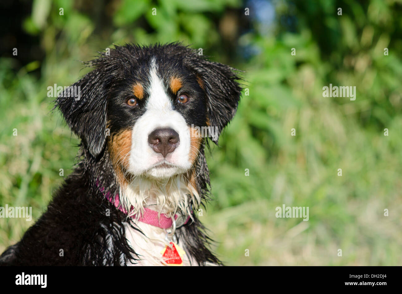 Bernese Mountain Dog St Bernard Mix
