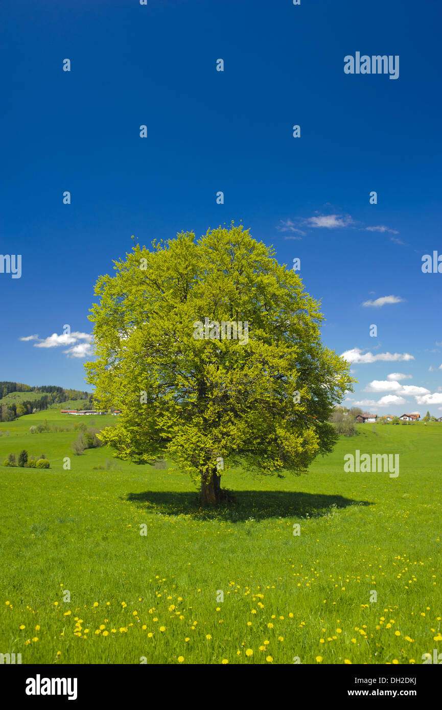 Spring season landscape Cut Out Stock Images & Pictures - Alamy