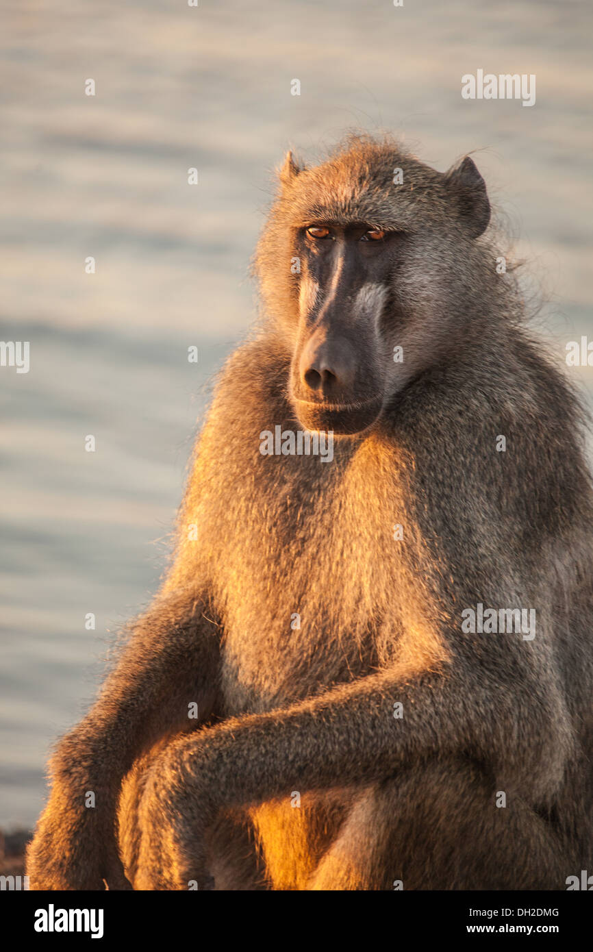 Monkey pack hi-res stock photography and images - Alamy