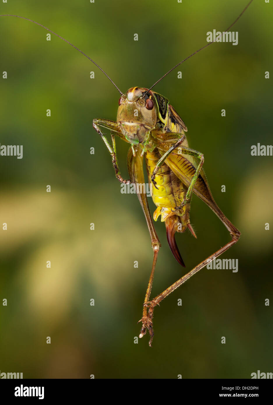 Giant human mouth hi-res stock photography and images - Alamy