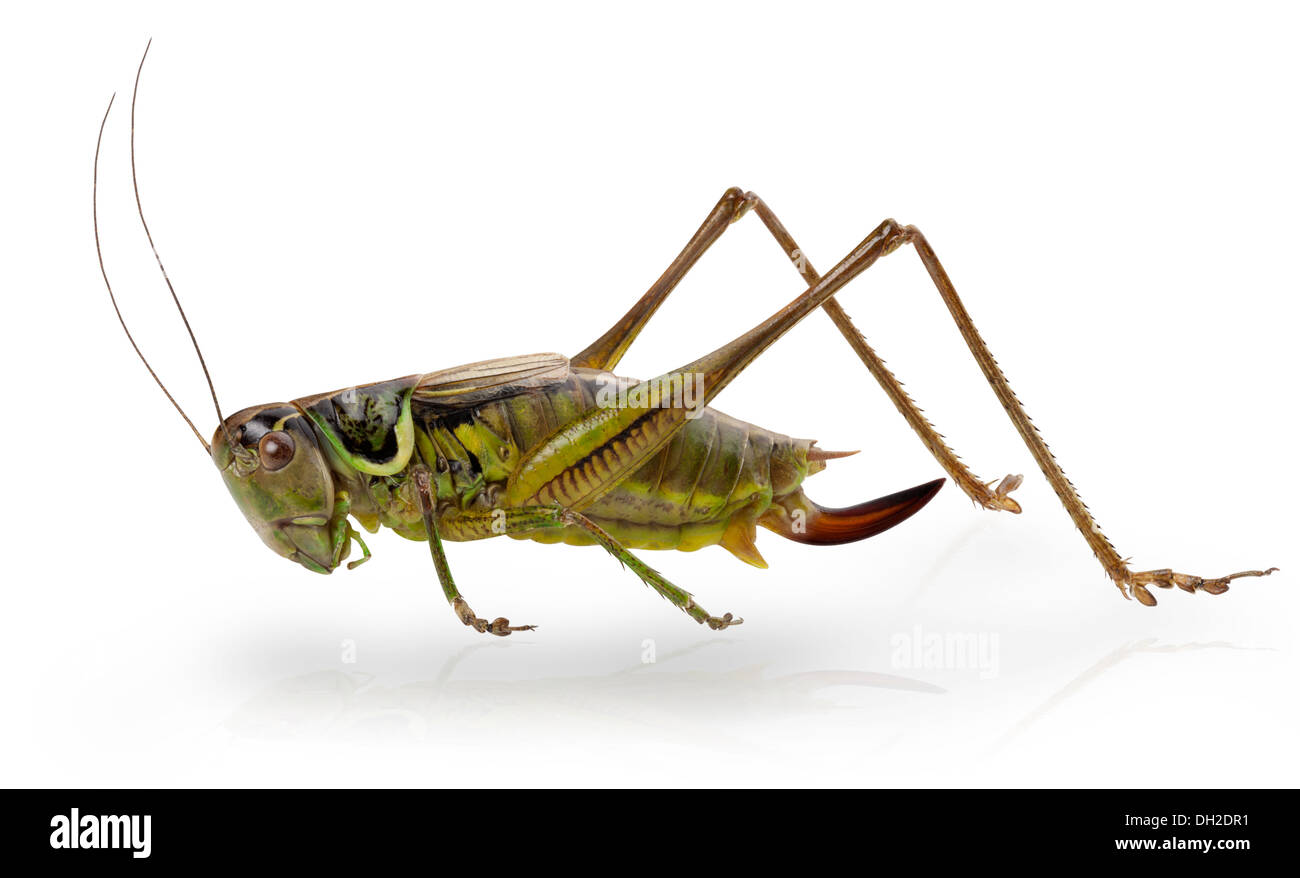 Side view of grasshopper Cut Out Stock Images & Pictures - Alamy
