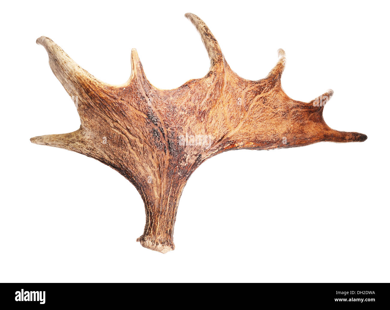 Black bull big horns Cut Out Stock Images & Pictures - Alamy