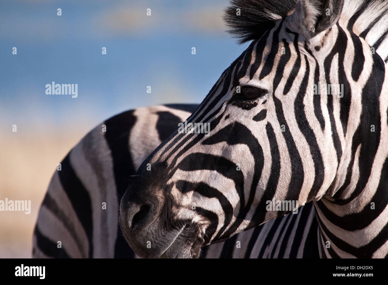 Zebra hi-res stock photography and images - Alamy