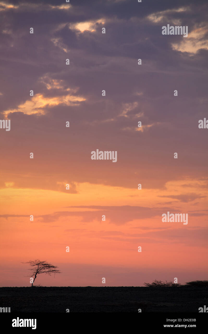 Tree in a desert landscape Stock Photo - Alamy