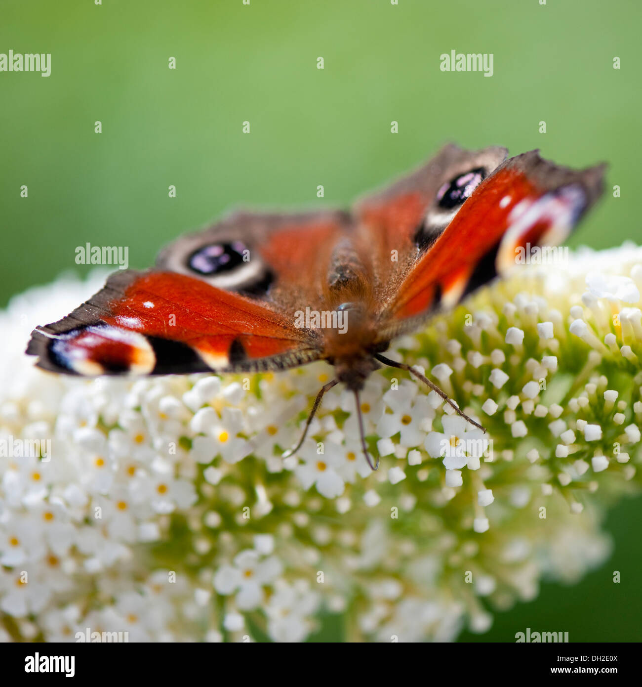 Butterfly pollen up close hi-res stock photography and images - Alamy