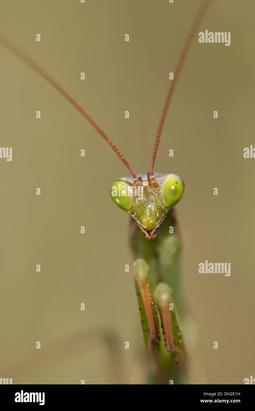 Praying mantis eyes hi-res stock photography and images - Alamy