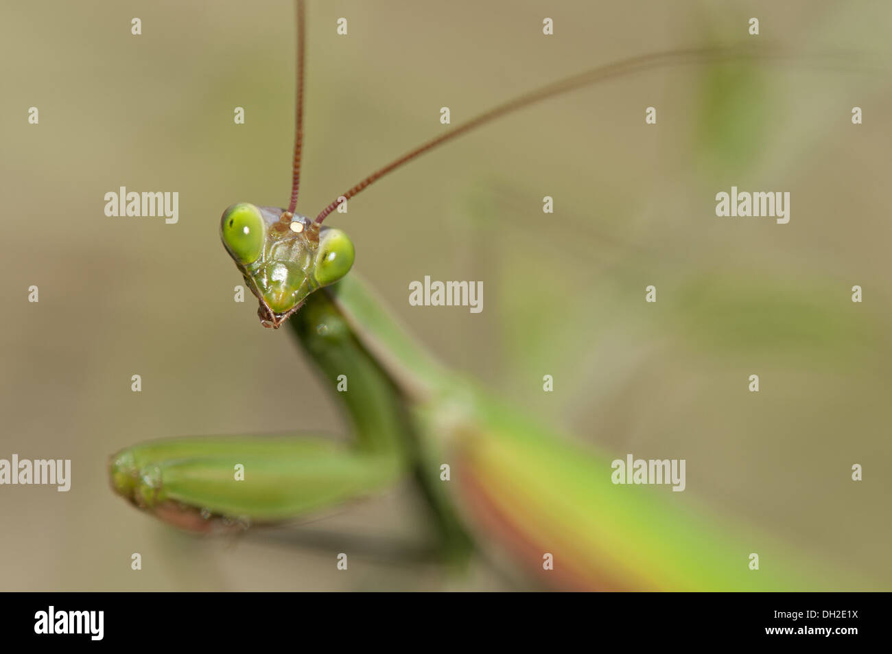 Praying mantis eyes hi-res stock photography and images - Alamy