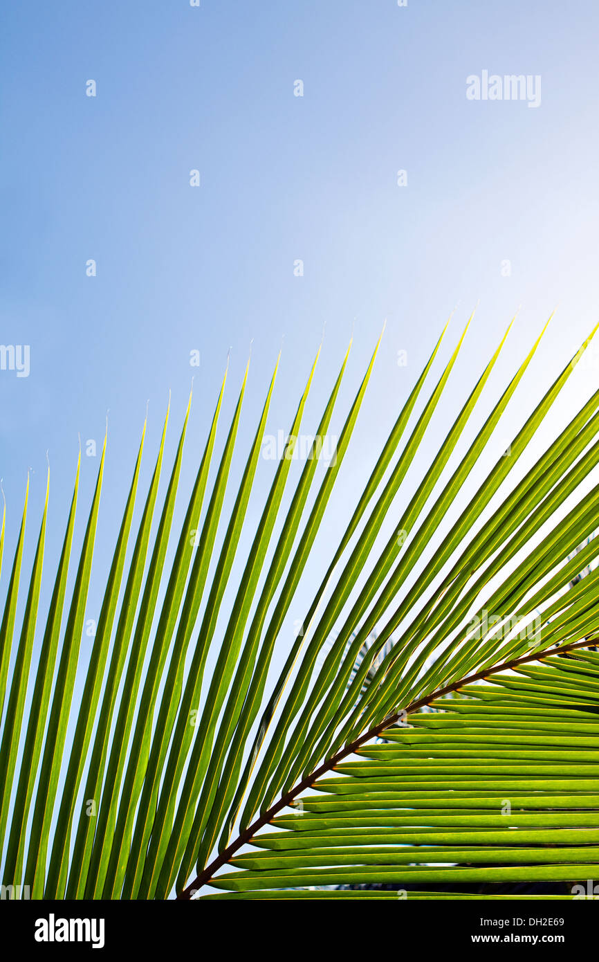 Frond hi-res stock photography and images - Alamy