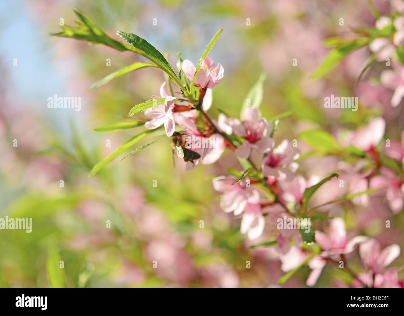 Spring flower beautiful sakura hi-res stock photography and images - Alamy