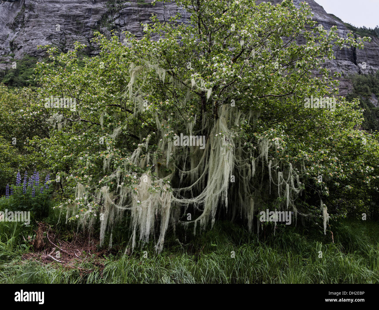 Old mans beard tree hi-res stock photography and images - Alamy