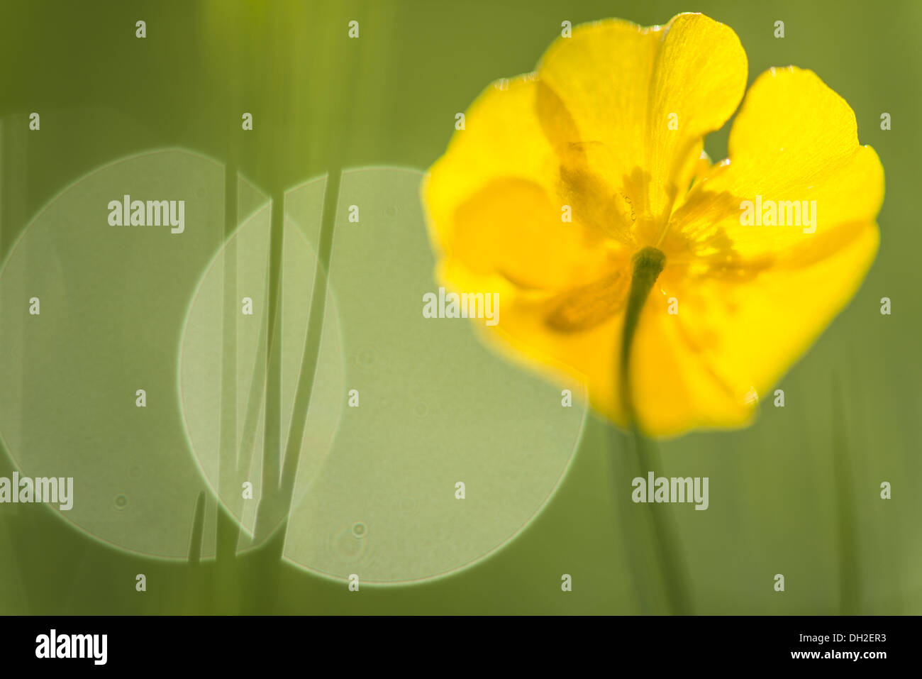 Creeping Buttercup, Lapland, Sweden Stock Photo - Alamy
