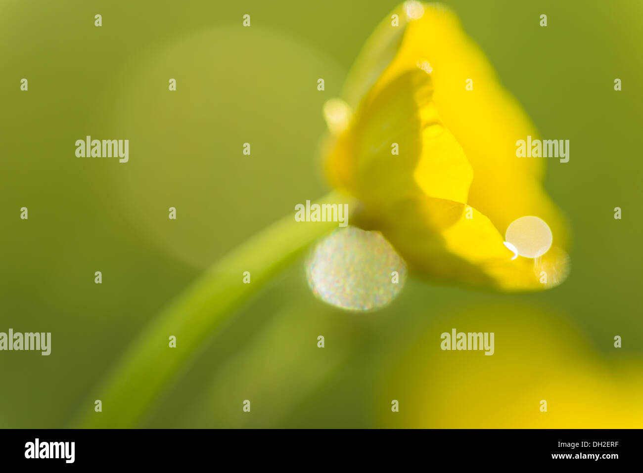 Creeping Buttercup, Lapland, Sweden Stock Photo - Alamy