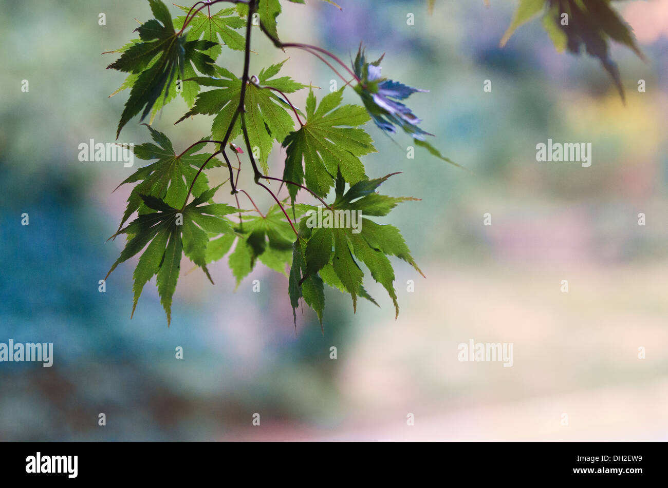 Maple tree leaves Stock Photo - Alamy