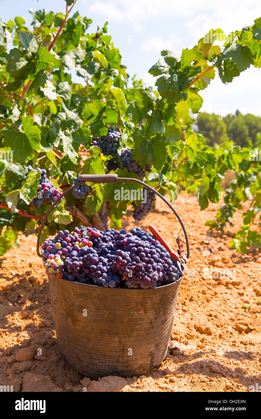 bobal harvesting with wine grapes harvest in Mediterranean Stock Photo - Alamy
