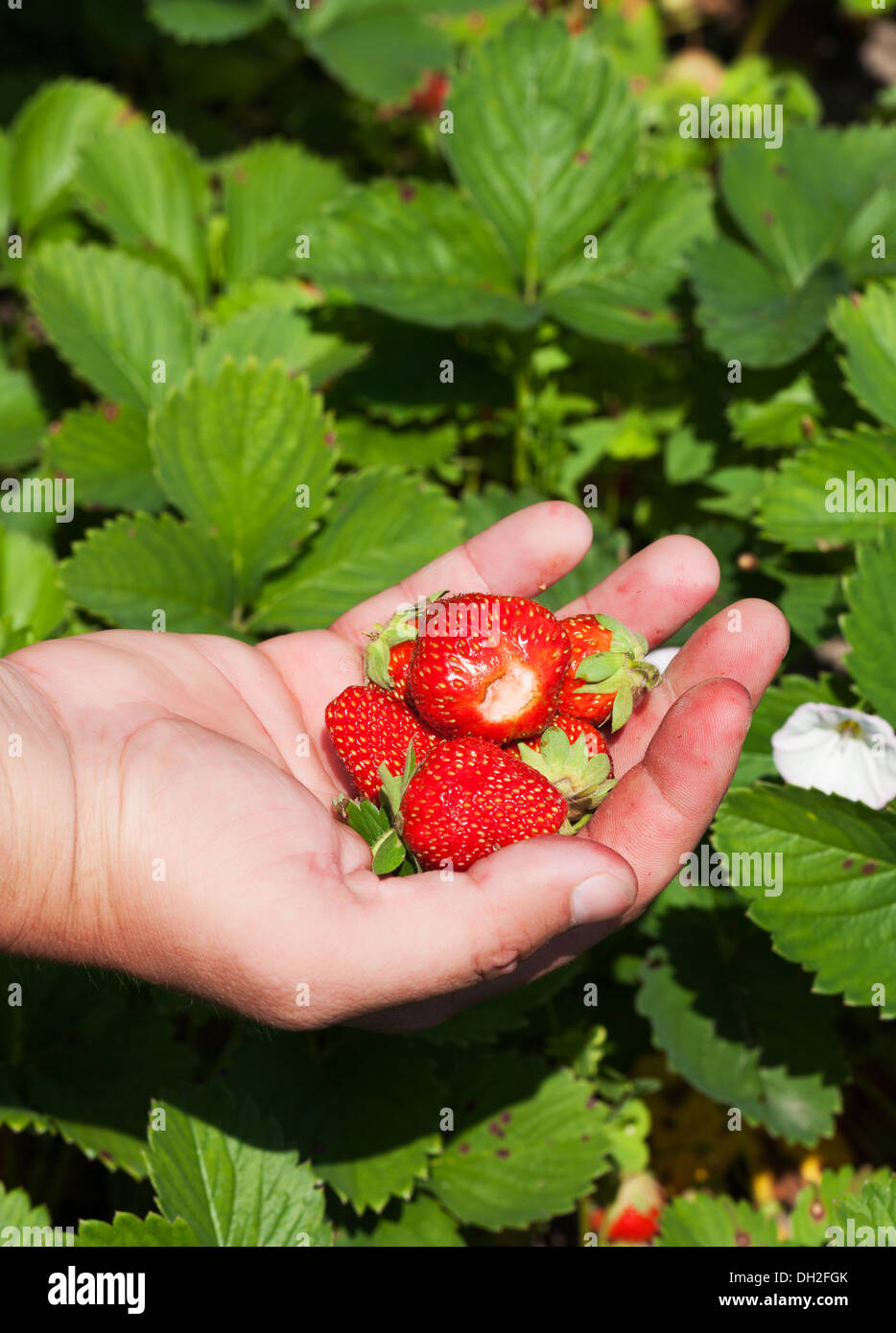Hands farmer picking strawberries hi-res stock photography and images ...