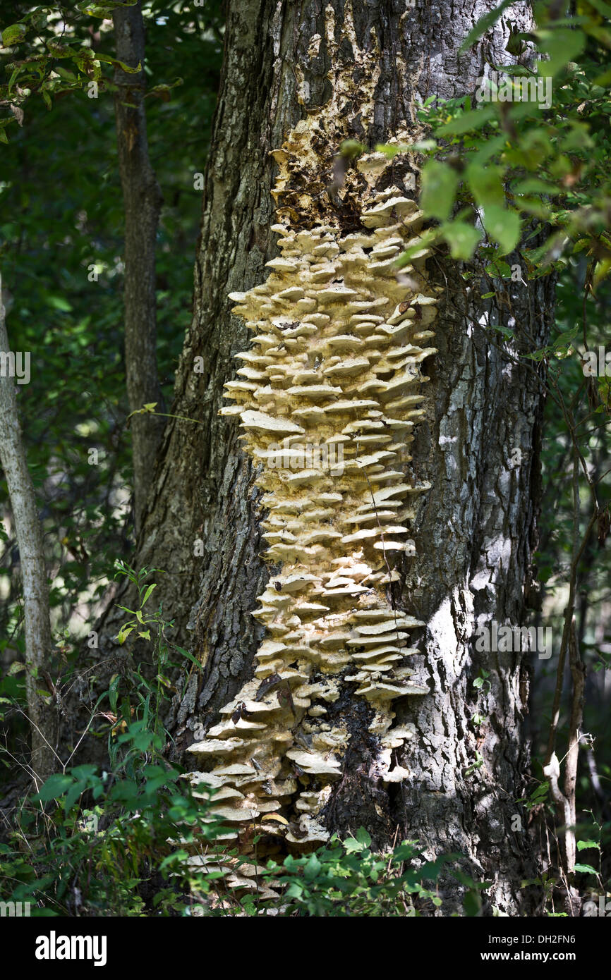 Point Pelee Leamington Ontario Lake Trees Park Travel Trees Stock Photo ...