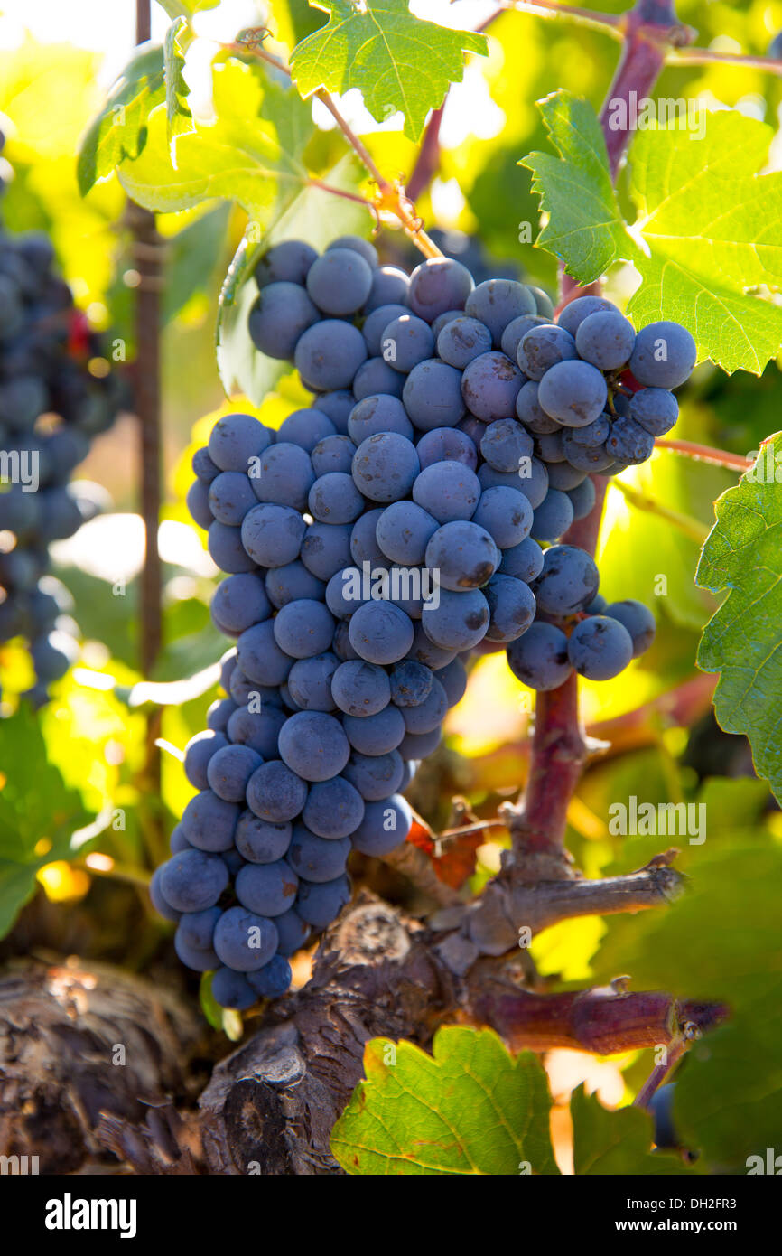 Bobal Wine grapes in vineyard raw ready for harvest in Mediterranean Stock Photo - Alamy